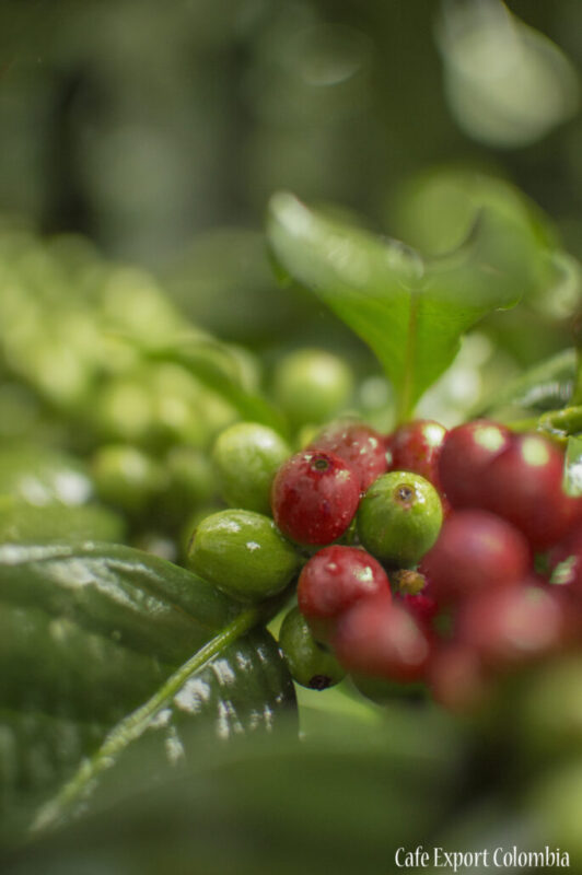 COFFEE BRONZE BEANS – Flores de Cafe